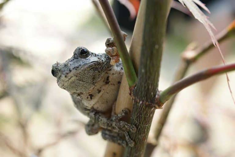 10 Species of Tree Frogs in Oklahoma (Pictures) - The Critter Hideout