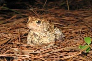 Why Do Toads Burrow in the Summer? - The Critter Hideout