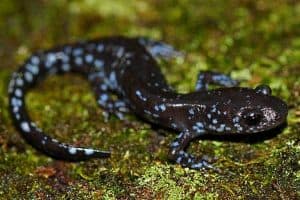 24 Species of Salamanders in Ohio (Pictures) - The Critter Hideout