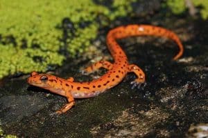 24 Species of Salamanders in Ohio (Pictures) - The Critter Hideout