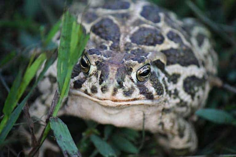 Why Do Toads Burrow in the Summer? - The Critter Hideout