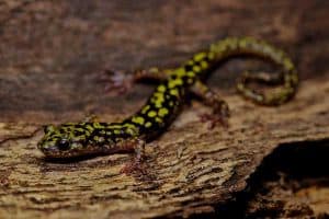 24 Species of Salamanders in Ohio (Pictures) - The Critter Hideout