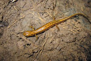24 Species of Salamanders in Ohio (Pictures) - The Critter Hideout