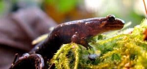 22 Species of Salamanders in Pennsylvania (Pictures) - The Critter Hideout