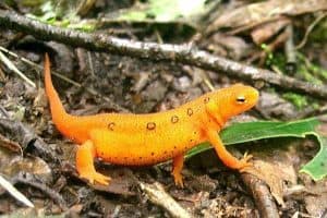Are Newts Poisonous to Touch? - The Critter Hideout