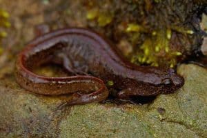 22 Species of Salamanders in Pennsylvania (Pictures) - The Critter Hideout