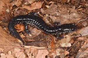 24 Species of Salamanders in Ohio (Pictures) - The Critter Hideout