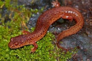 24 Species of Salamanders in Ohio (Pictures) - The Critter Hideout