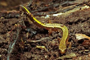 24 Species of Salamanders in Ohio (Pictures) - The Critter Hideout