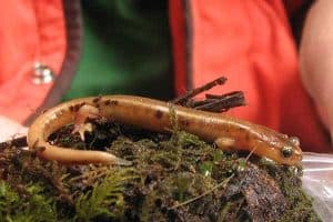 24 Species of Salamanders in Ohio (Pictures) - The Critter Hideout