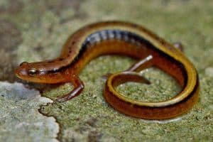 24 Species of Salamanders in Ohio (Pictures) - The Critter Hideout