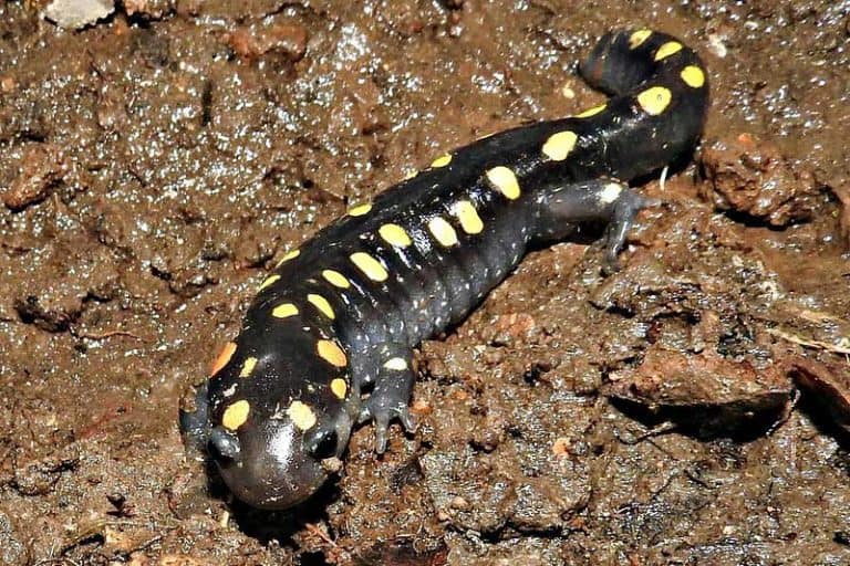 22 Species of Salamanders in Pennsylvania (Pictures) - The Critter Hideout