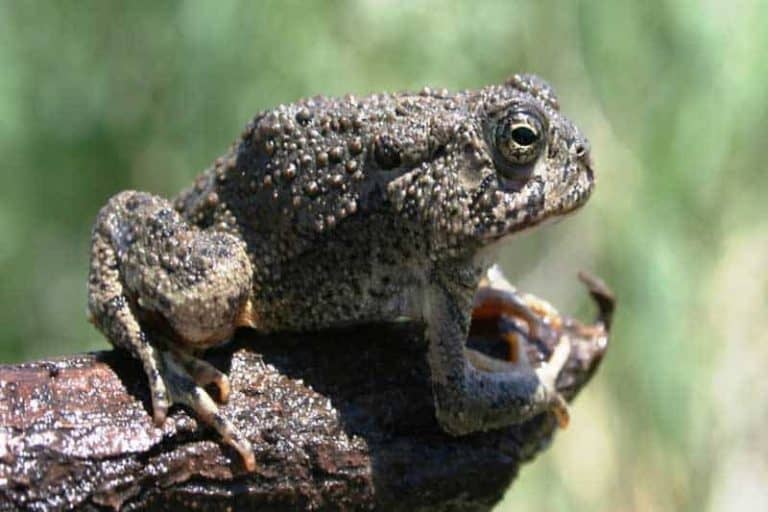 10 Frogs That Sound Like Sheep (Pictures) - The Critter Hideout