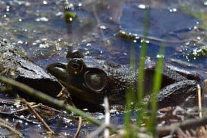 American Bullfrogs in Texas (Facts and Pictures) - The Critter Hideout