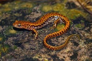 19 Types of Salamanders in Missouri (Pictures) - The Critter Hideout