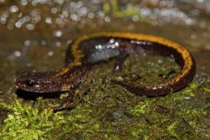 19 Types of Salamanders in Missouri (Pictures) - The Critter Hideout