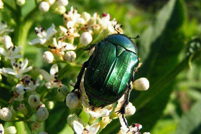 24 Species of Salamanders in Ohio (Pictures) - The Critter Hideout