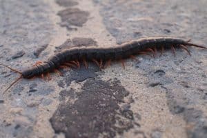 Here Are 4 Types of Centipedes In Hawaii (Pictures) - The Critter Hideout