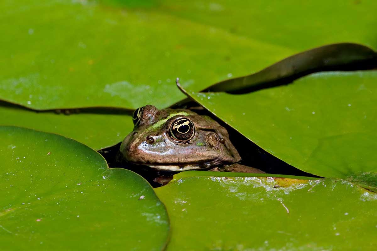 Do Frogs Have Ears? - The Critter Hideout