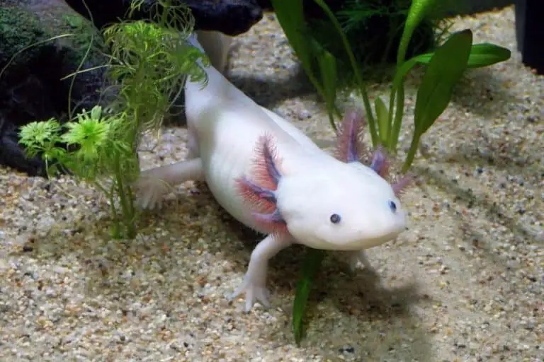 Why Are Axolotls Illegal In California? (Answered) - The Critter Hideout Why Are Axolotls Illegal In California? (Answered) - The Critter Hideout