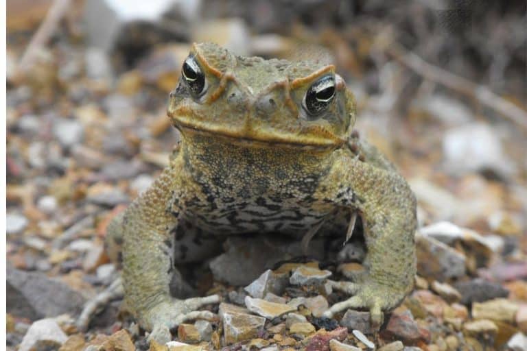 10 Types of Frogs That Can Actually Eat Birds - The Critter Hideout