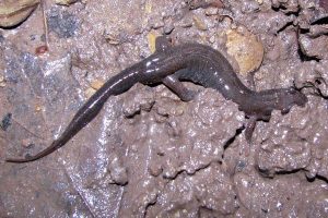 24 Species of Salamanders in Ohio (Pictures) - The Critter Hideout