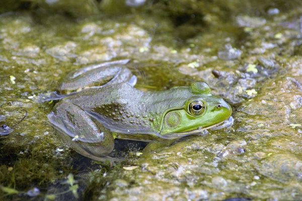 American Bullfrogs in Texas (Facts and Pictures) - The Critter Hideout