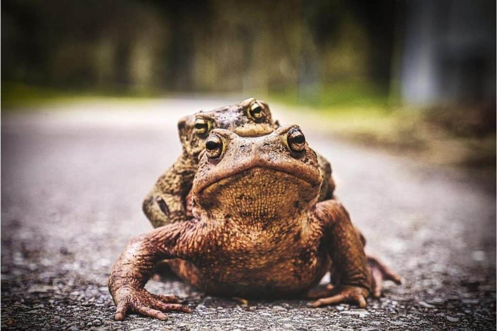 Can Frogs Feel Happy? - The Critter Hideout