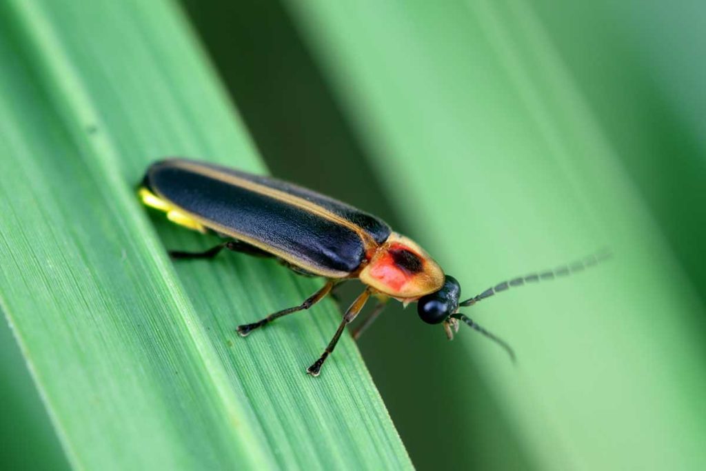 When Do Lightning Bugs Come Out? - The Critter Hideout