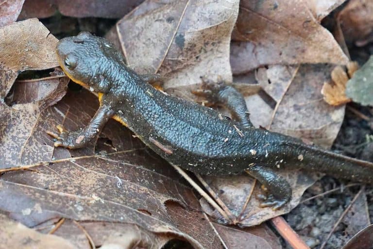 Are Newts Poisonous to Touch? - The Critter Hideout