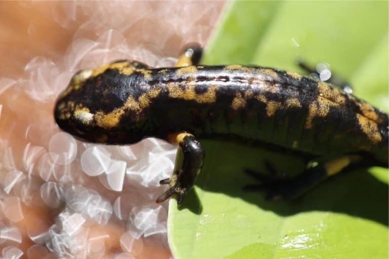 Tiger Salamander (Species Overview) - The Critter Hideout