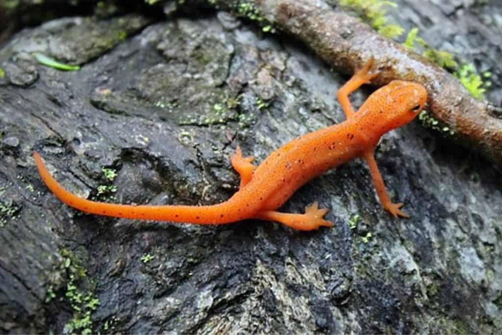 Fun Facts Archives - The Critter Hideout