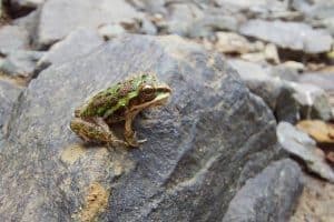 10 Types of Frogs That Can Actually Eat Birds - The Critter Hideout