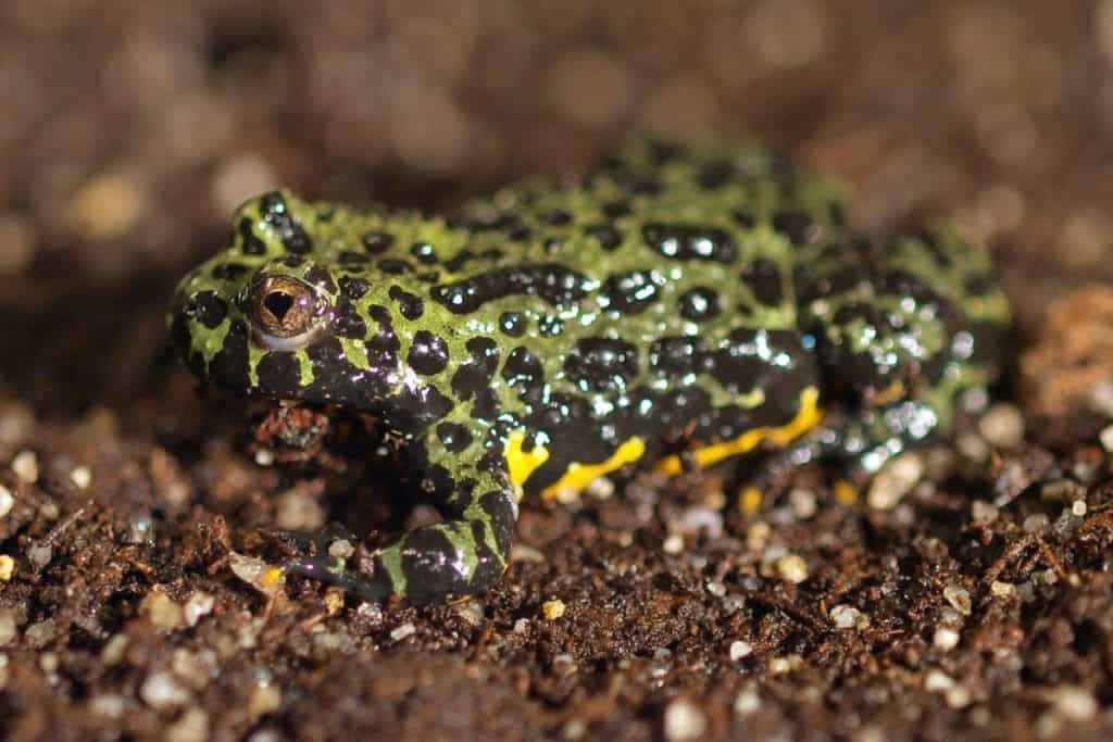 10 Interesting Facts About Fire bellied Toads The Critter Hideout 10-interesting-facts-about-fire-bellied-toads-the-critter-hideout