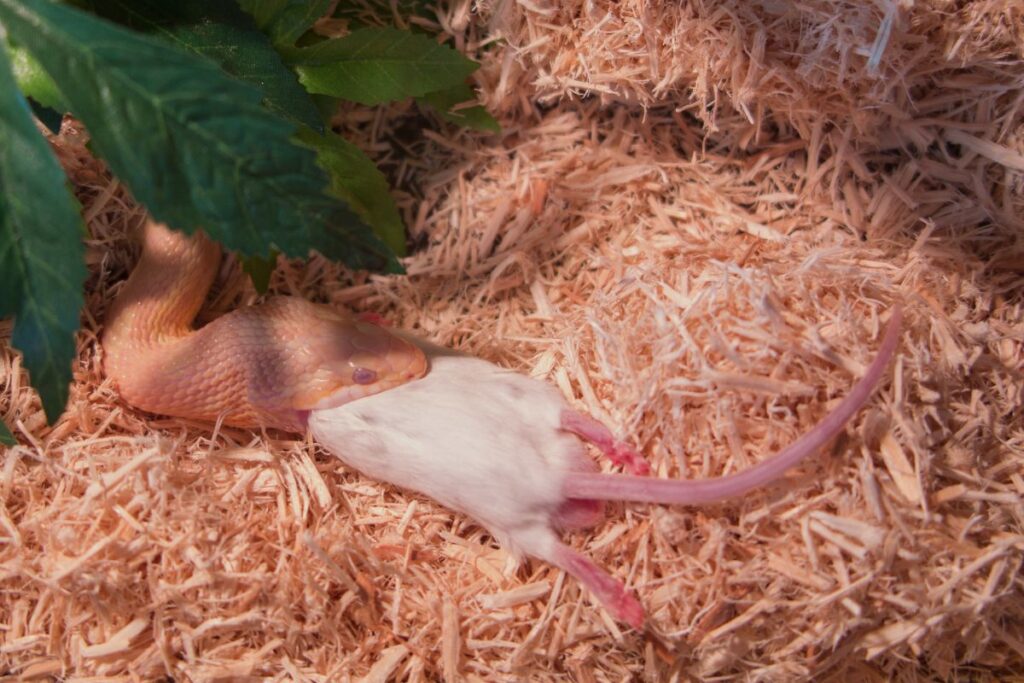 Feeding Your Corn Snake (Mouse Size Guidelines By Age) - The Critter ...