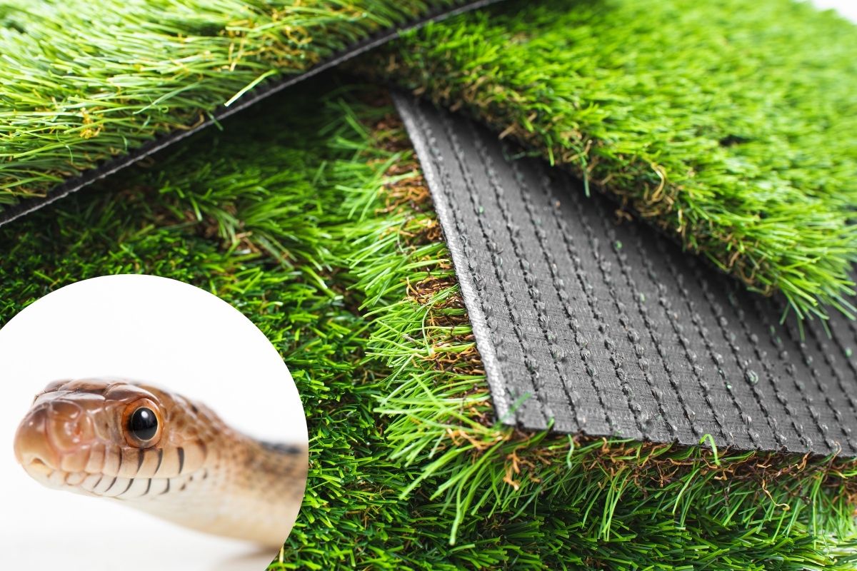 8 Corn Snake Substrate Ideas - The Critter Hideout